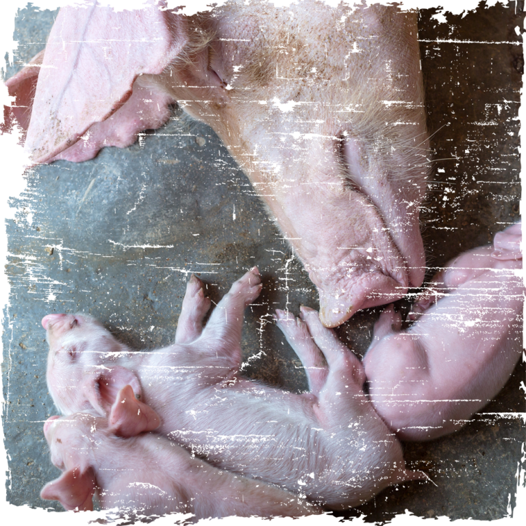 Alle feiten en cijfers over varkens - Varkens Tegen Verspilling